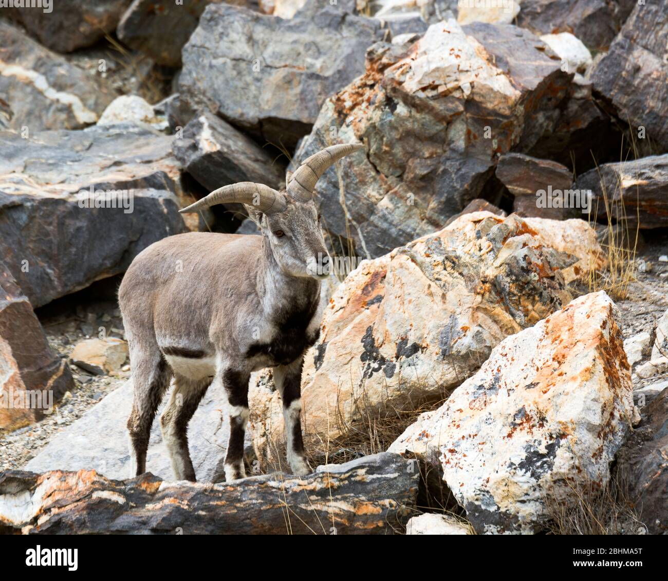Himalayan blue sheep (Pseudois nayaur) at the feet of Mt. Everest ...