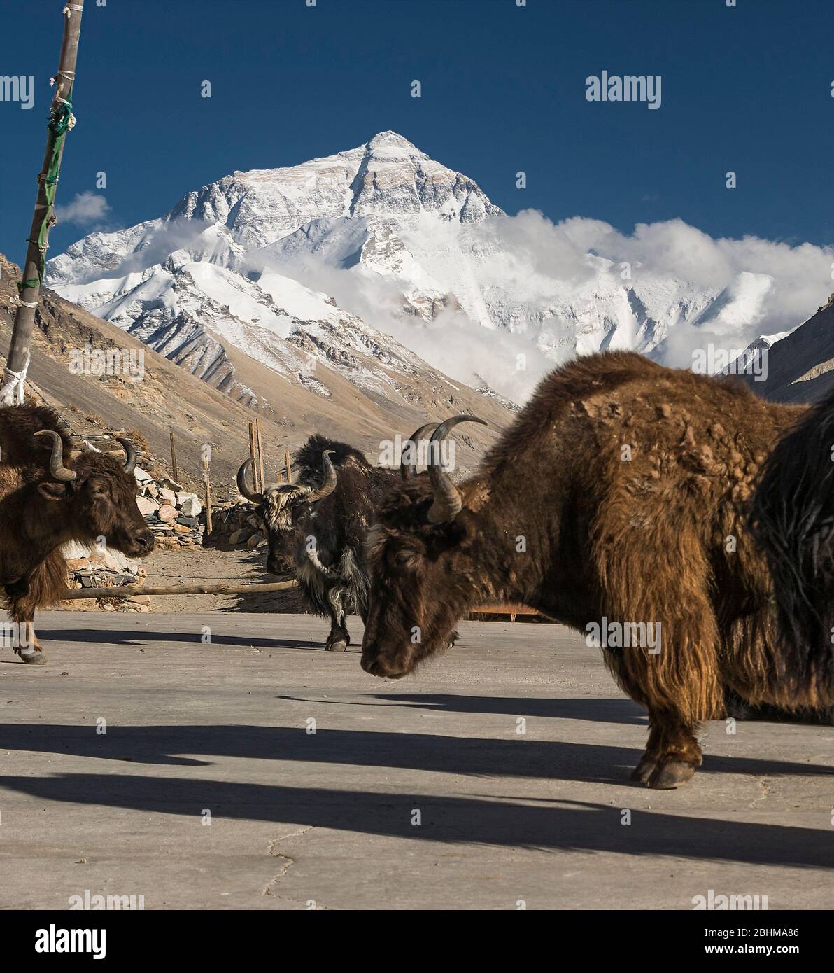 Yaks at the courtyard of Rongbuk monastery, with Mt. Everest in the ...