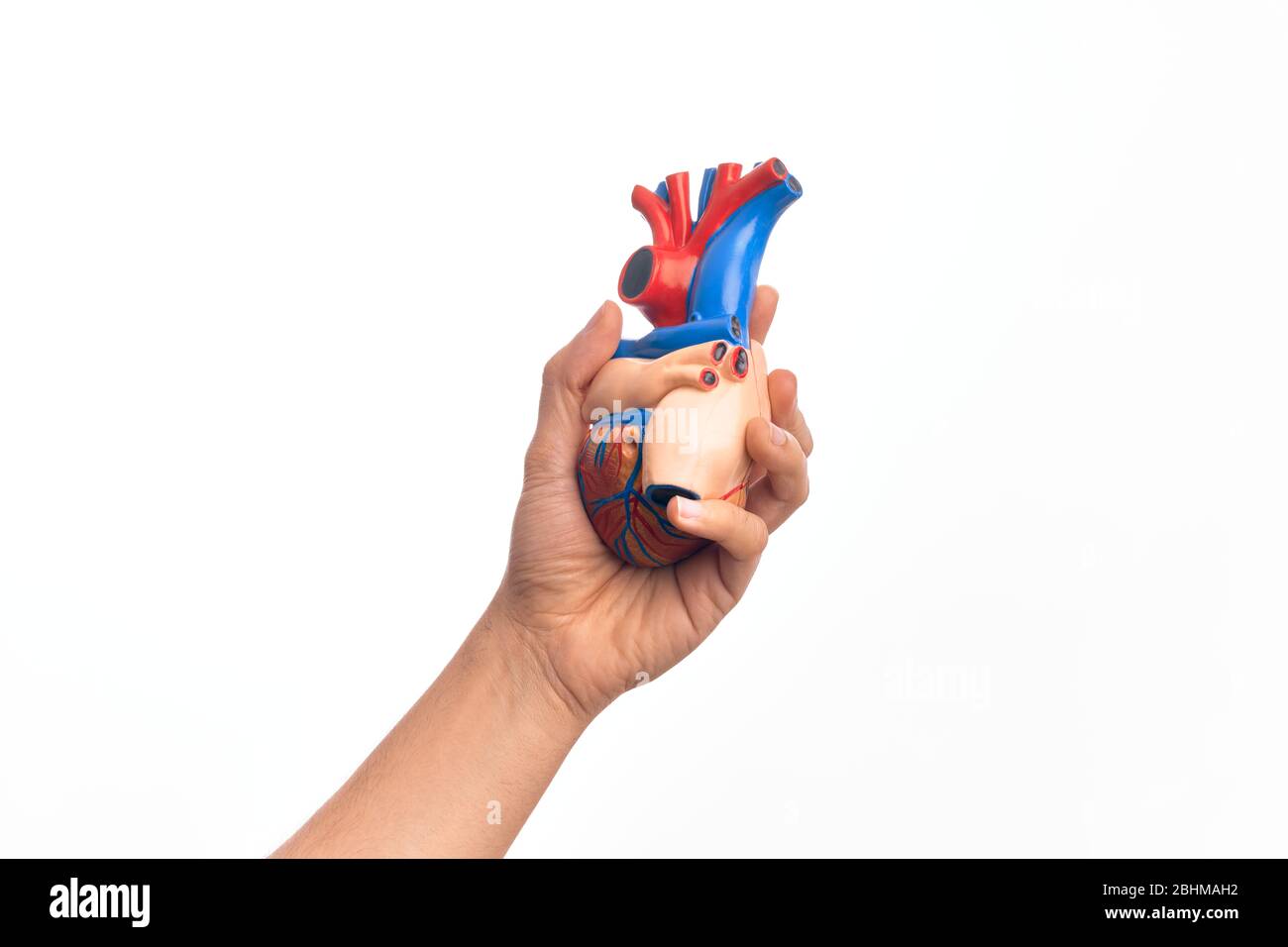 Hand of caucasian young man holding artificial heart over isolated ...