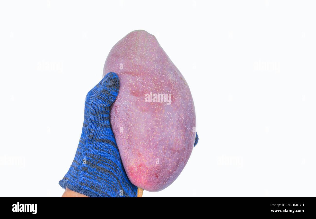 The purple, violet, color of mango species, fruit on the hand with the ...