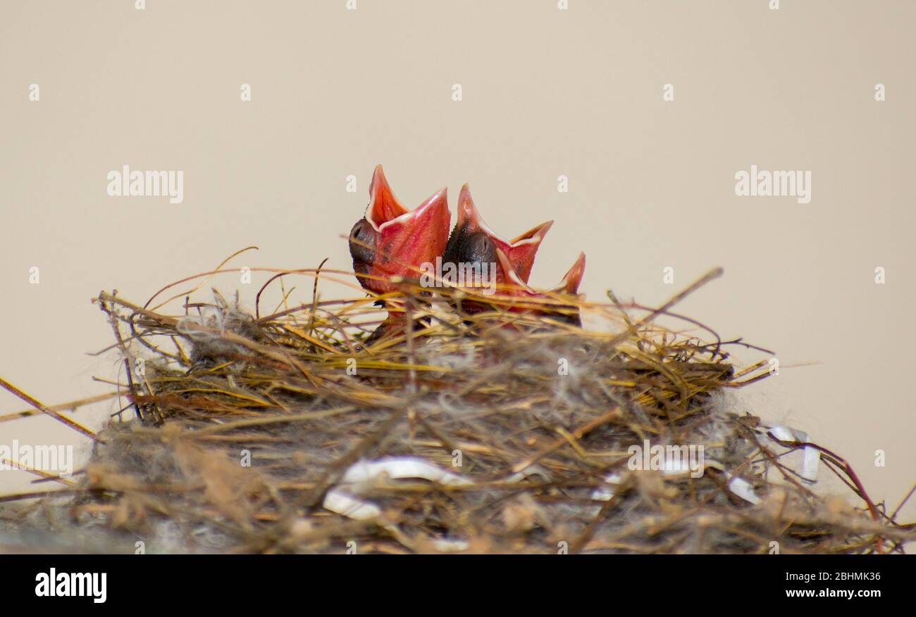 New born nightingale baby birds Stock Photo - Alamy