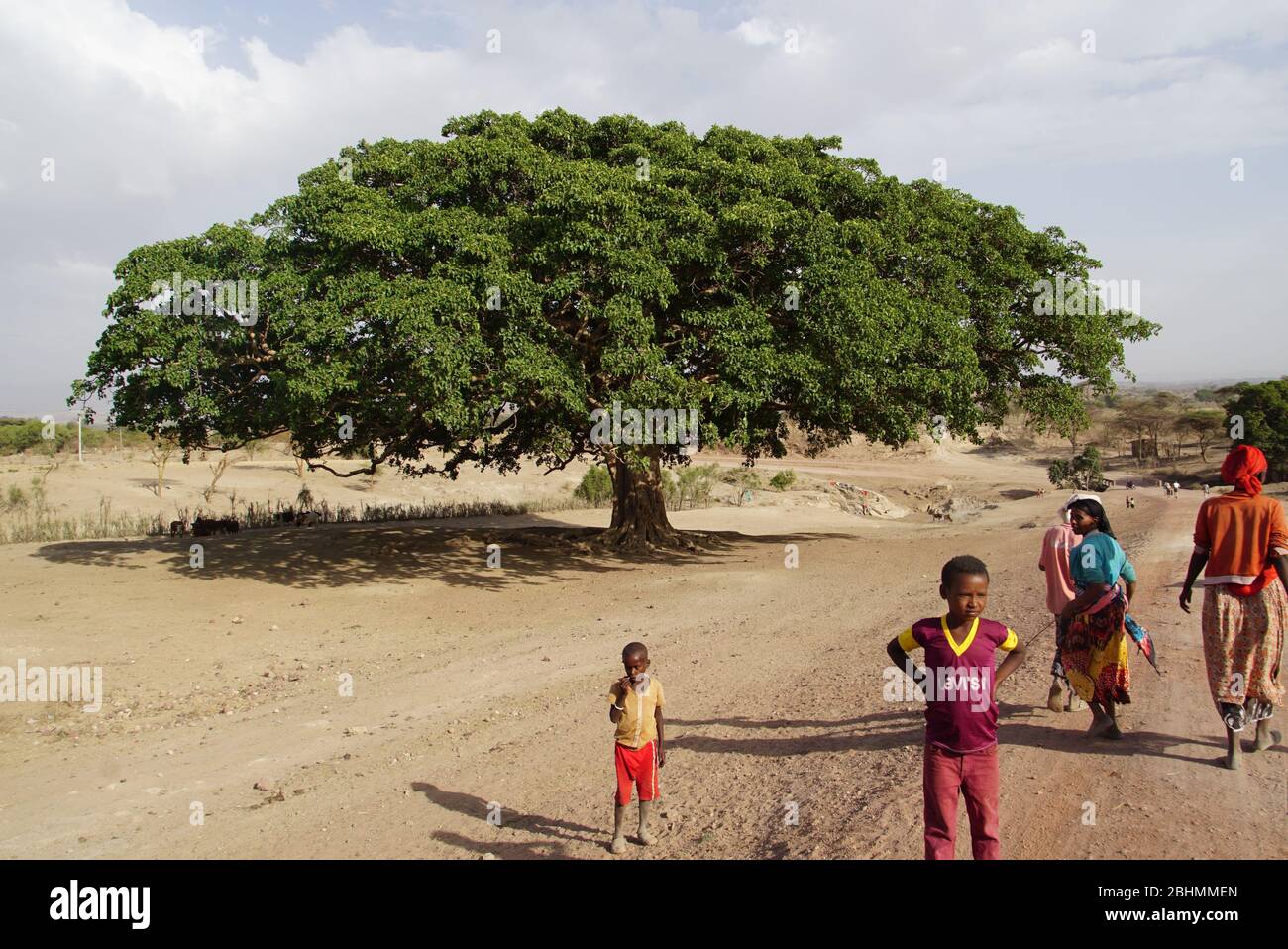 Huge green Acacia Tree in an arid Landscape Stock Photo - Alamy