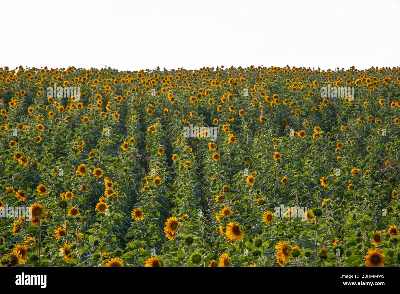 Sunflower field landscape , field of blooming sunflowers as natural ...