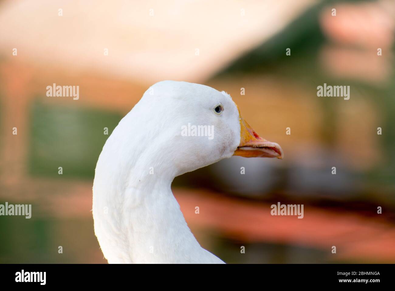 White Duck goose close up Stock Photo - Alamy