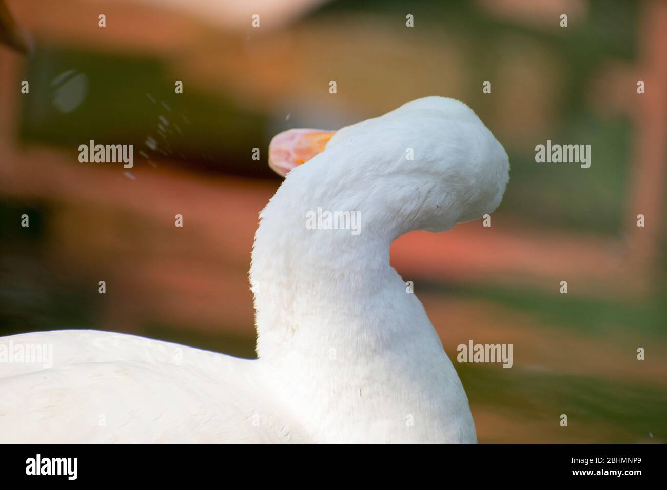 White Duck goose close up Stock Photo - Alamy