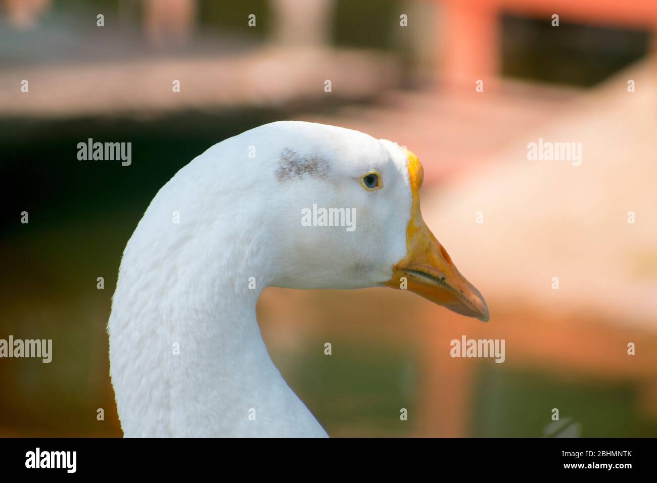 White Duck goose close up Stock Photo - Alamy