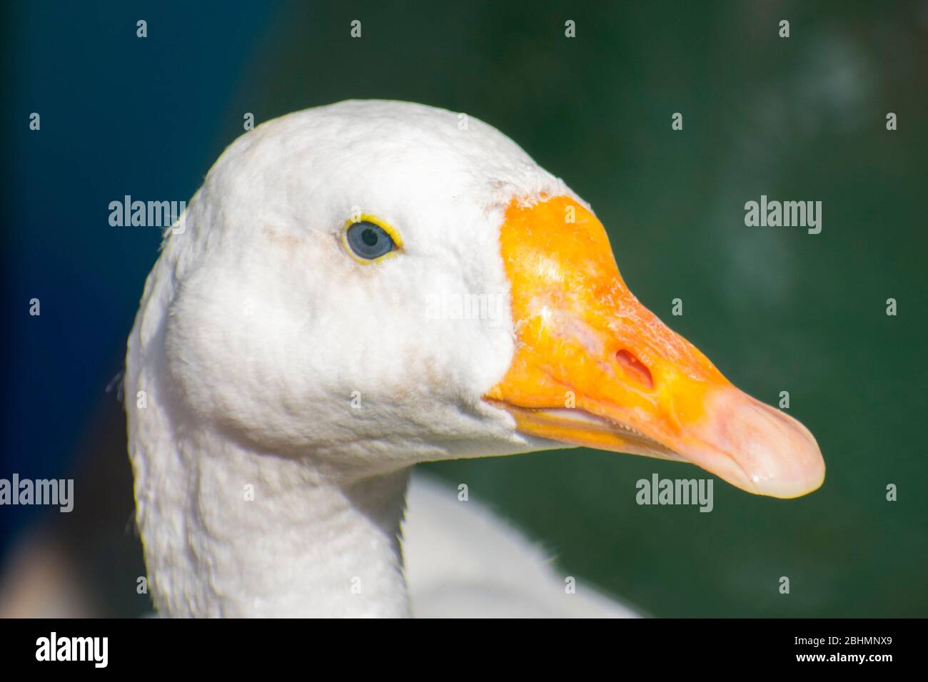 White Duck goose close up Stock Photo - Alamy
