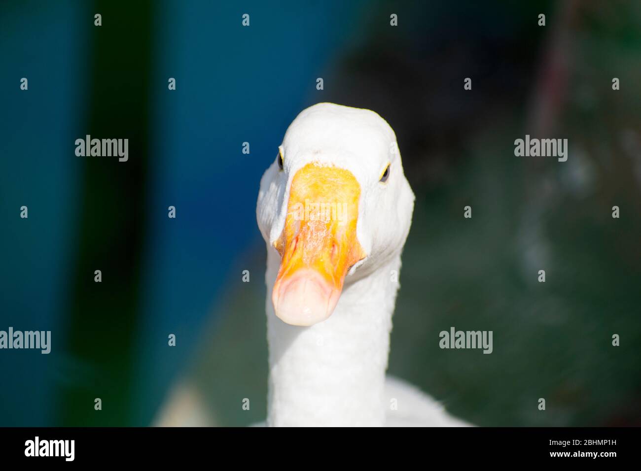White Duck goose close up Stock Photo - Alamy