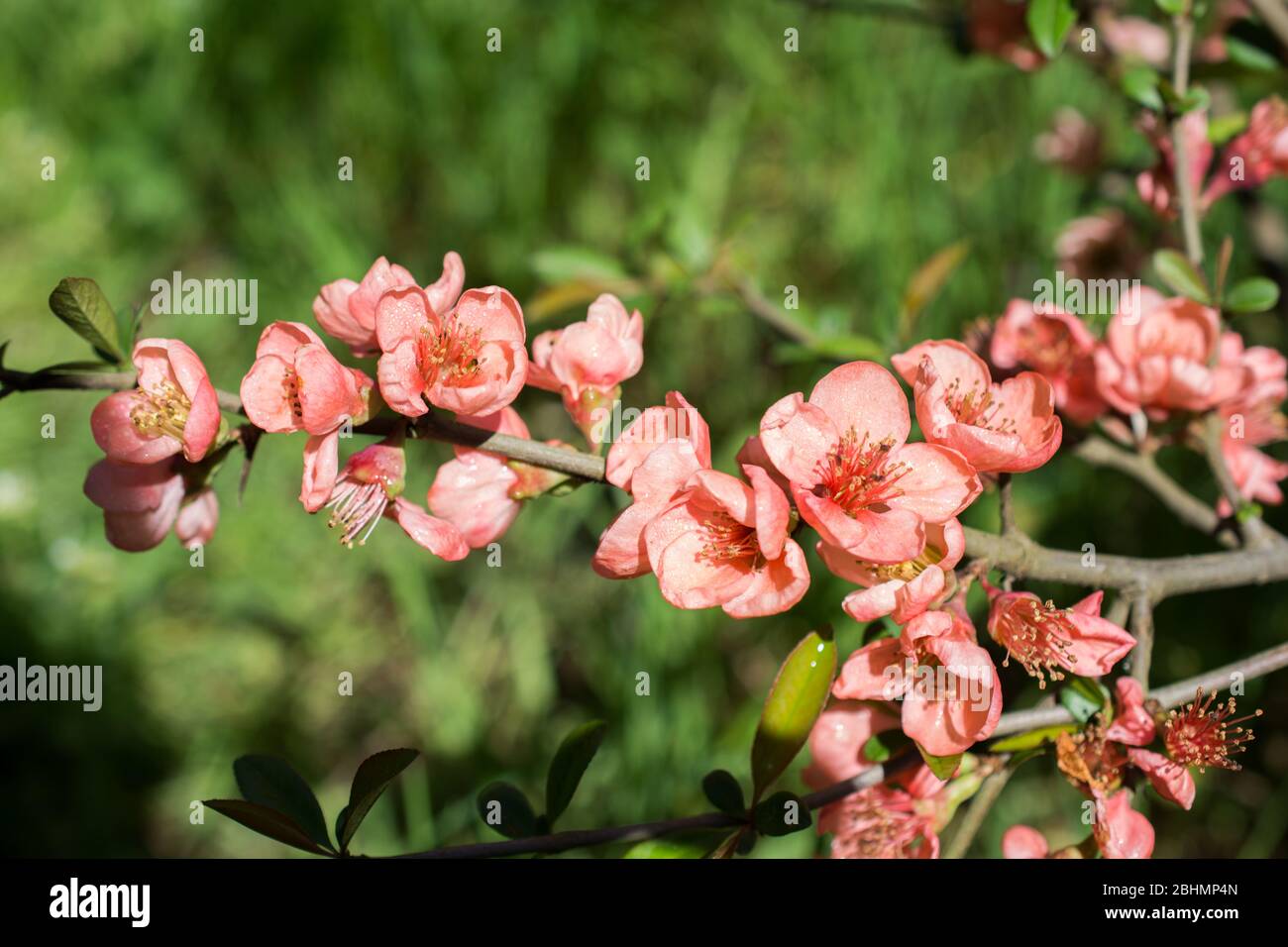 Tree bloom blossom beautiful flowers in spring season Stock Photo - Alamy