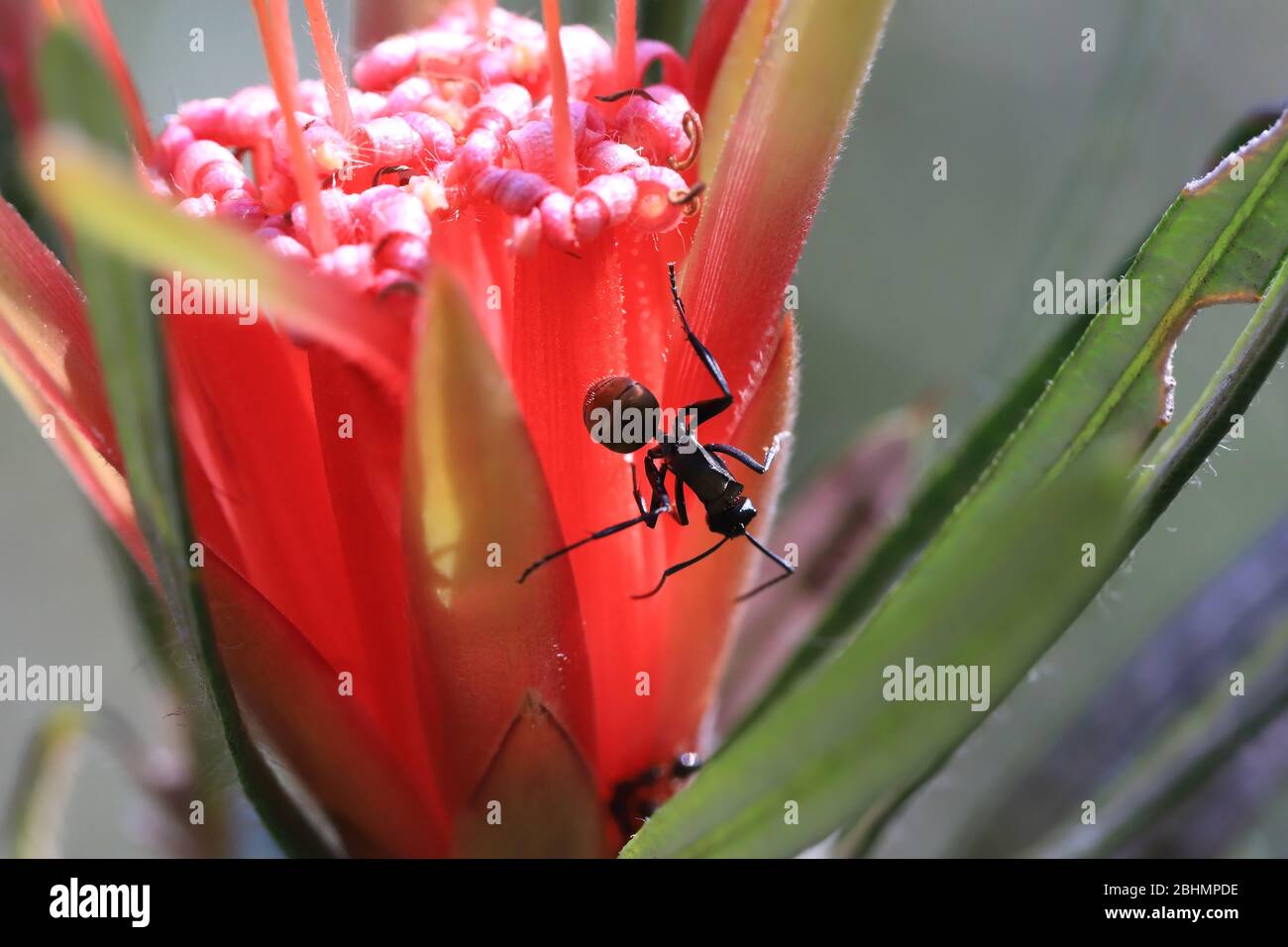 Golden-tailed Spiny Ant on Mountain Devil Flower Stock Photo - Alamy