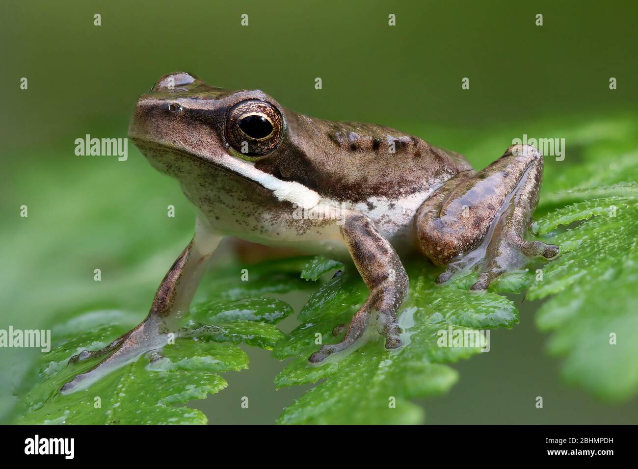 Frog on fern hi-res stock photography and images - Alamy