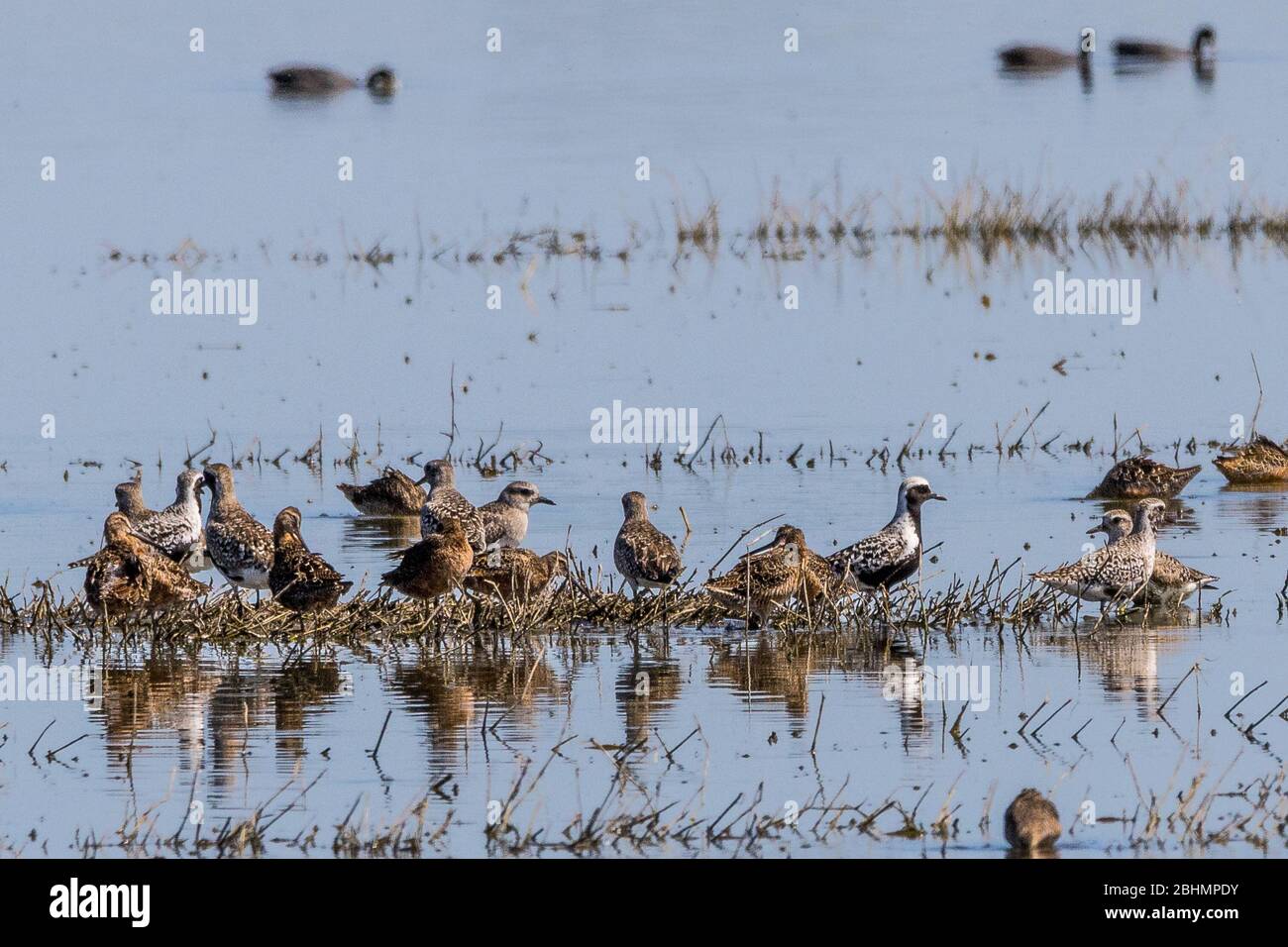 Shorebirds take flight at the Merced National Wildlife refuge in the ...
