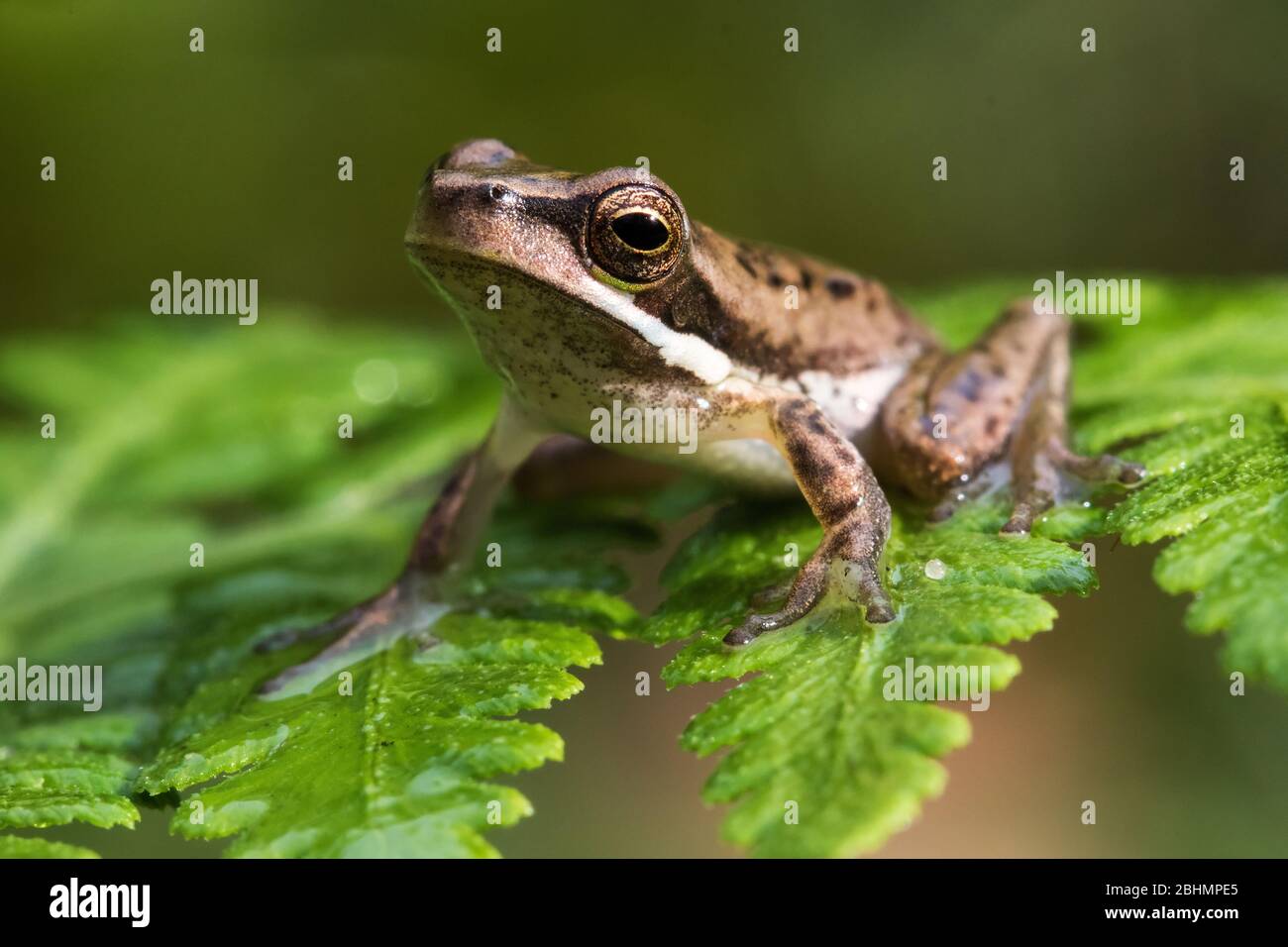 Frog on fern hi-res stock photography and images - Alamy