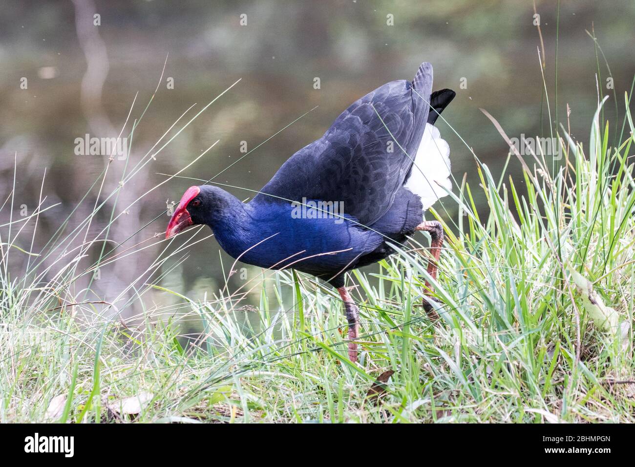 Purple Swamp Hen hunting food in grass Stock Photo - Alamy