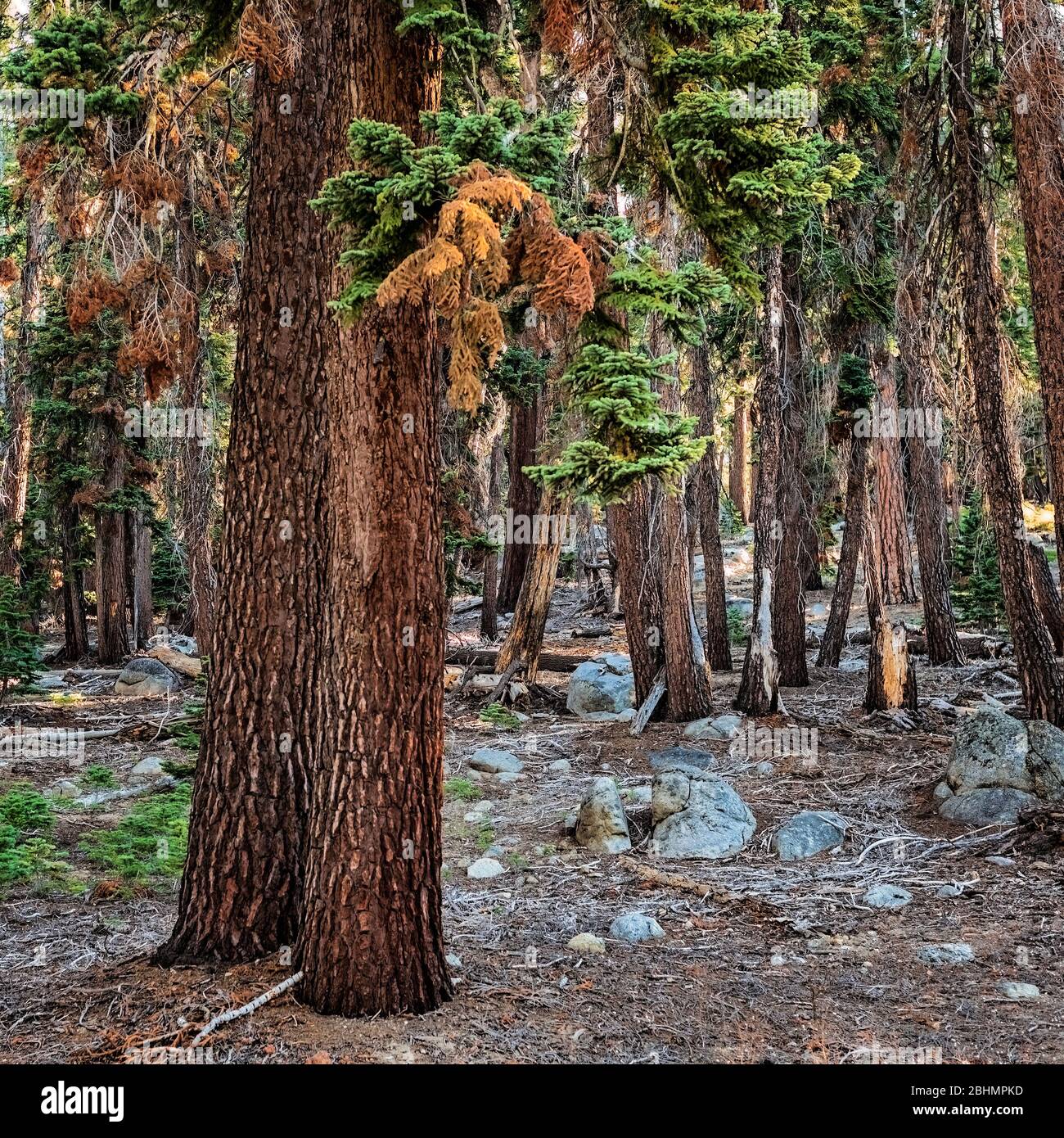 Trees in yosemite national hi-res stock photography and images - Alamy