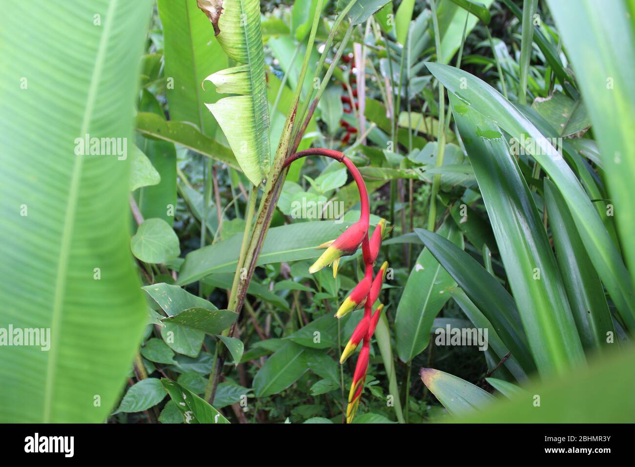 Bud bird hi-res stock photography and images - Alamy