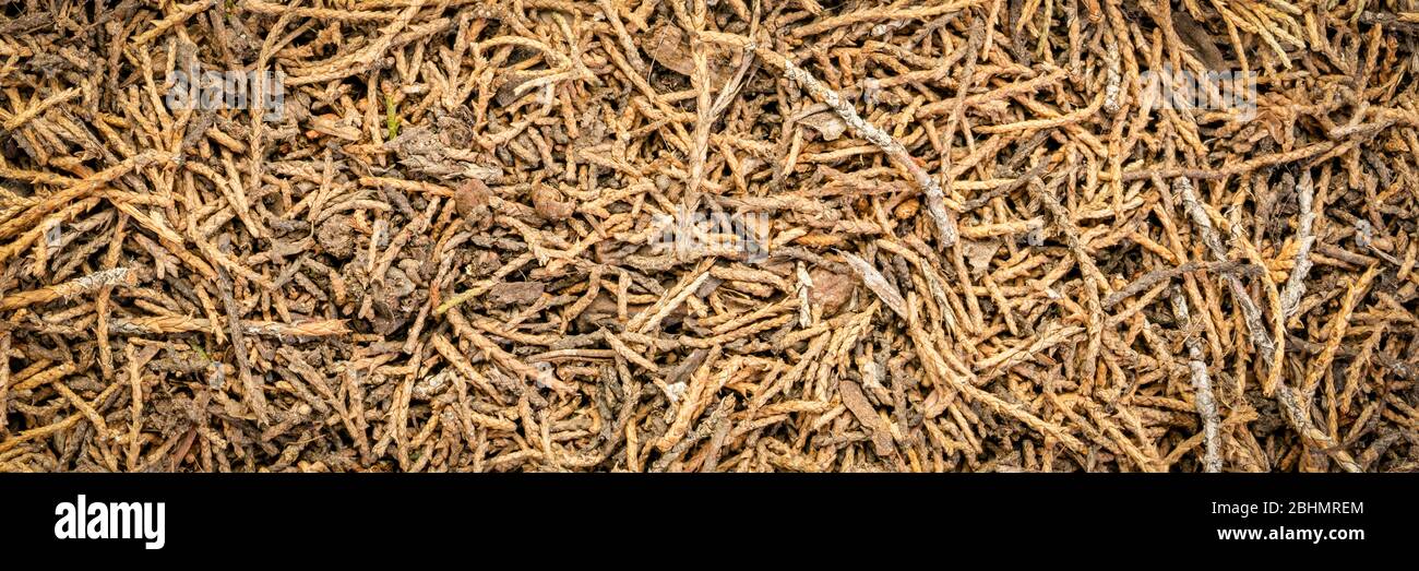 closeup background and texture of forest floor under juniper tree ...