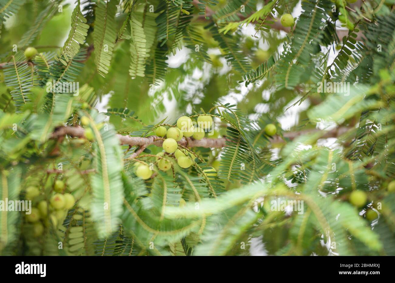 Indian Gooseberries or Amla fruit on tree with green leaf / Phyllanthus ...