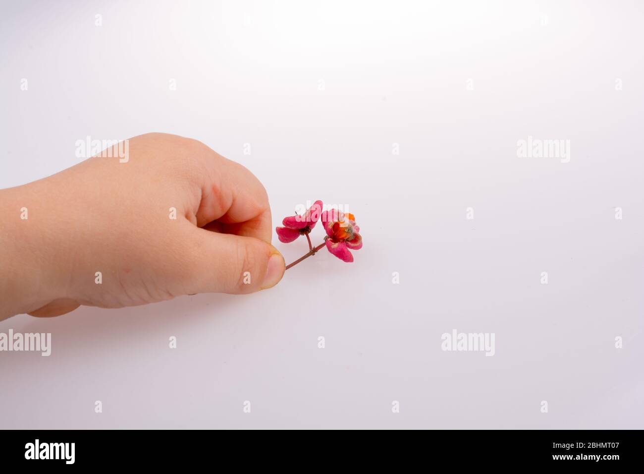 Hand holding Beautiful colorful natural spring flowers Stock Photo - Alamy