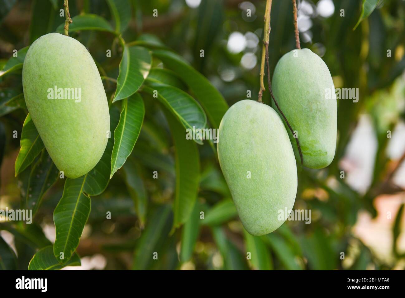 raw mango hanging on tree with leaf background in summer fruit garden ...