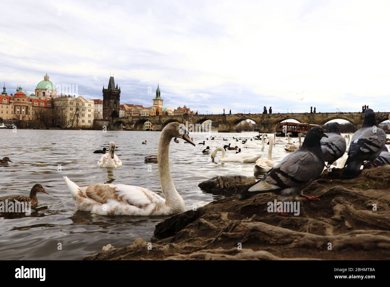 Prague birds hi-res stock photography and images - Alamy