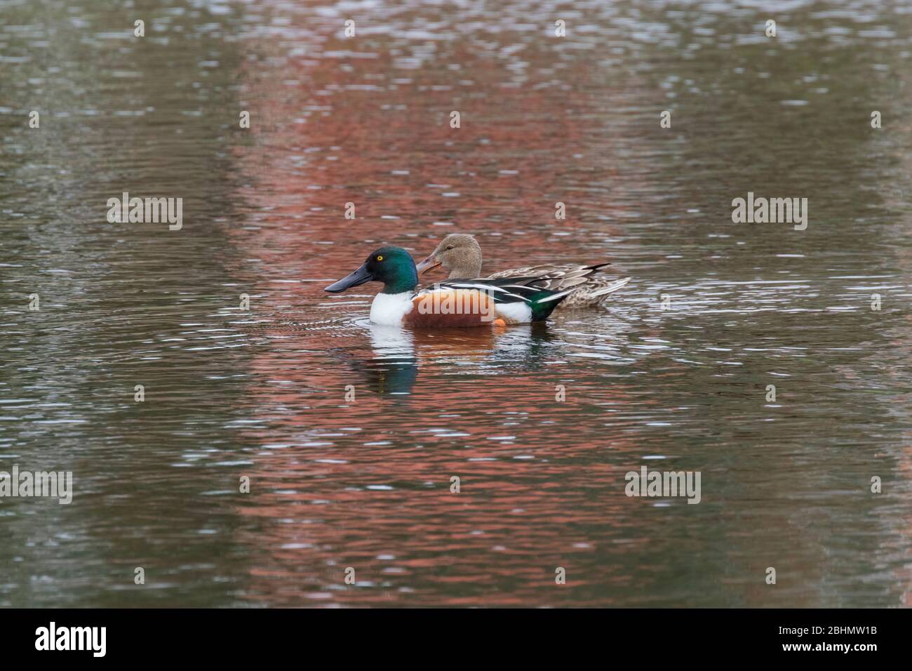 The couple of Northern Shoveler (Anas clypeata) at nature preserve, Galveston Stock Photo - Alamy