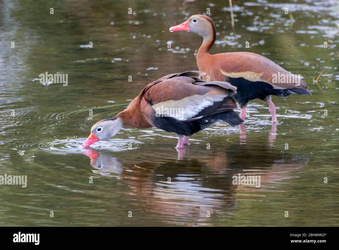 Two black-bellied whistling ducks (Dendrocygna autumnalis Stock Photo ...