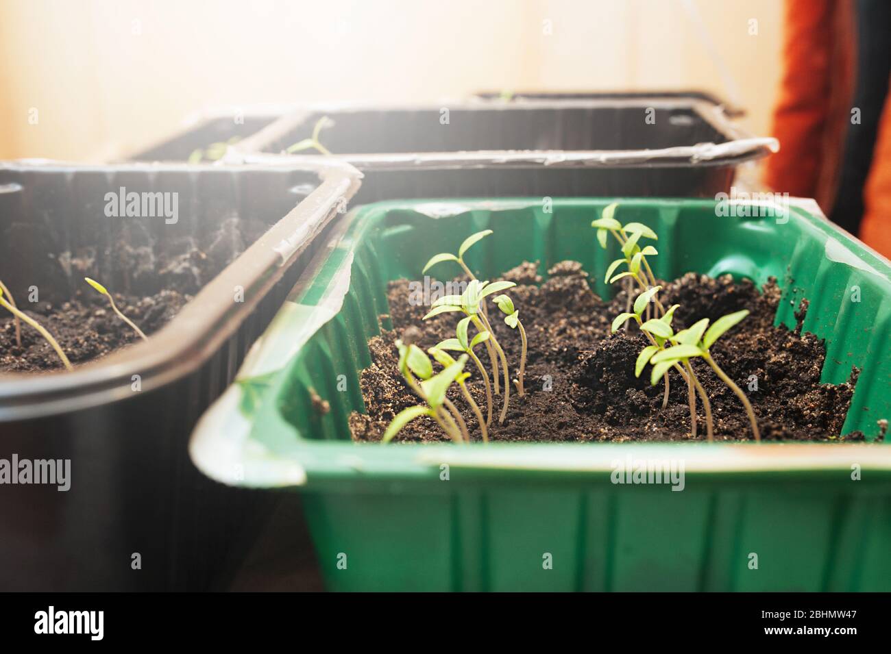 growing seedlings at home under bright light in plastic containers ...