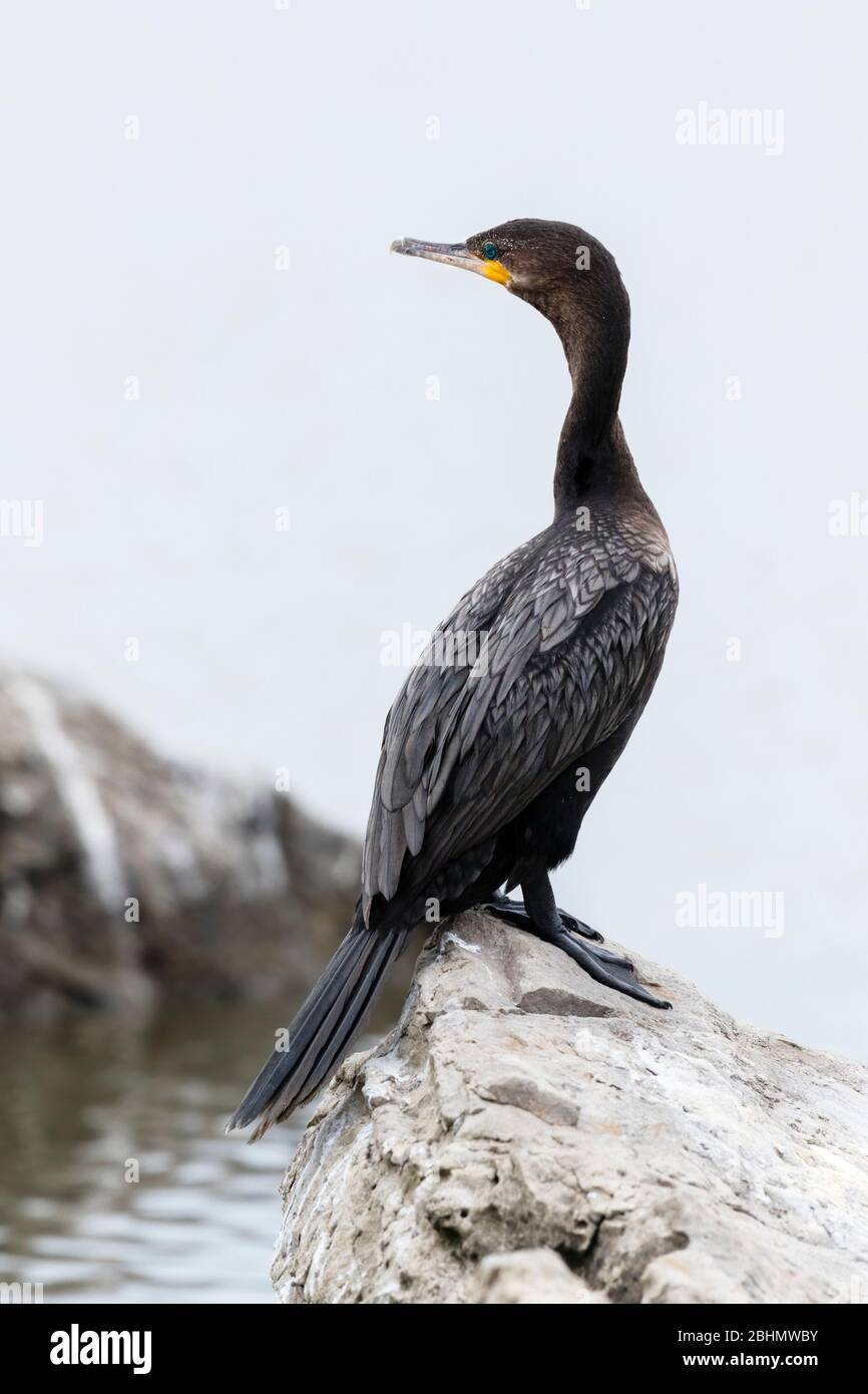 The double-crested cormorant sitting on the rock, Galveston beach ...