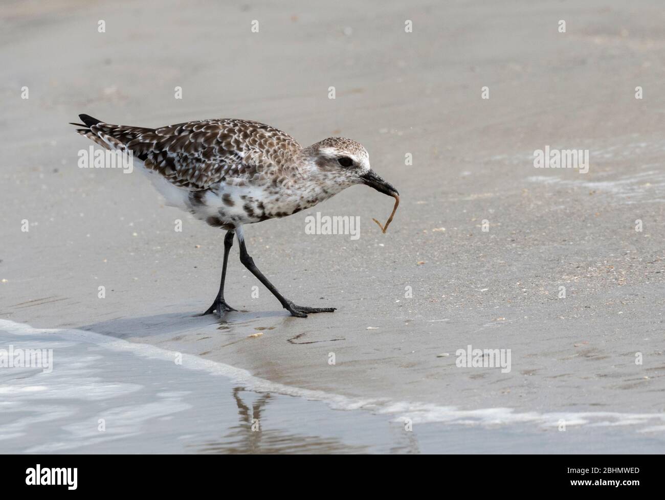 The grey or black-bellied plover (Pluvialis squatarola) eating the sand ...