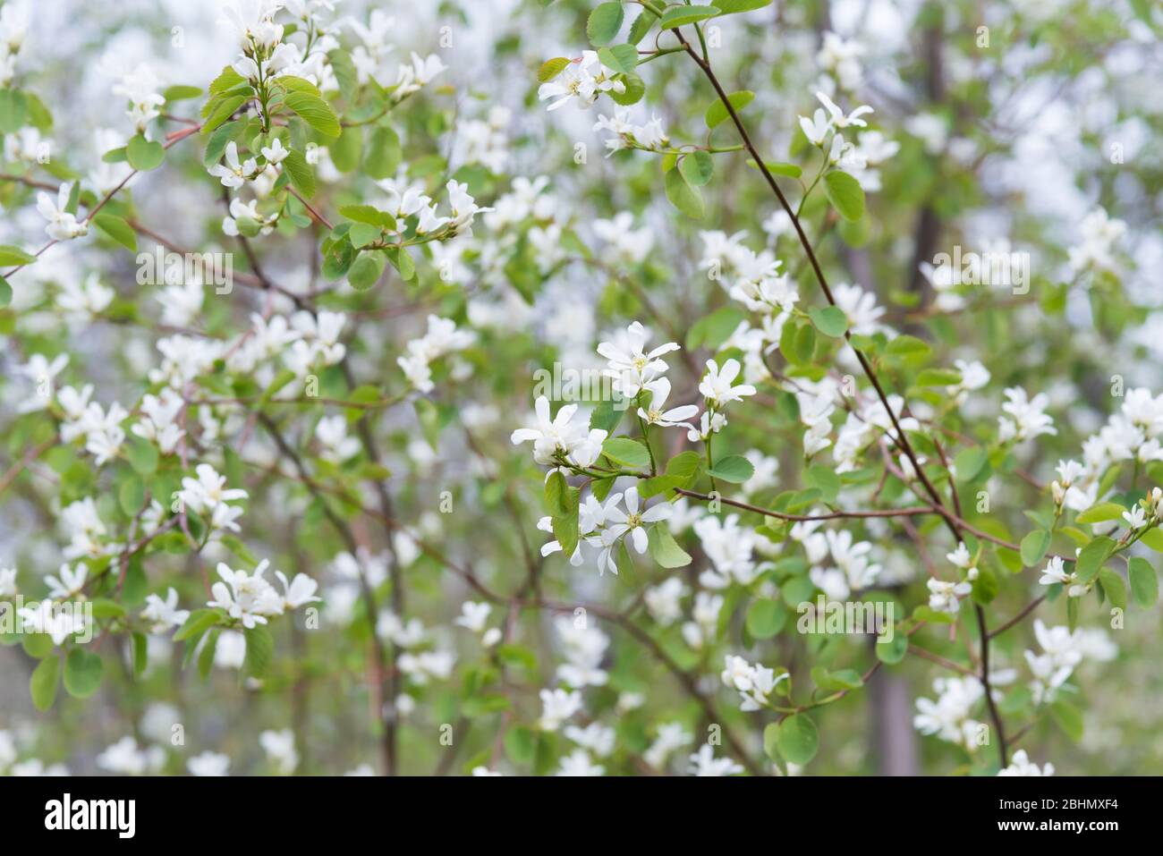 Wild saskatoon berry bush flowers and new leaves in April Stock Photo ...