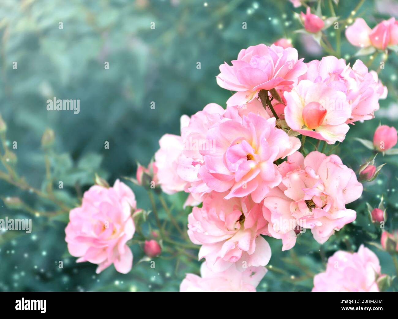 Beautiful magic scene with pink rose flowers of pink and magenta color ...