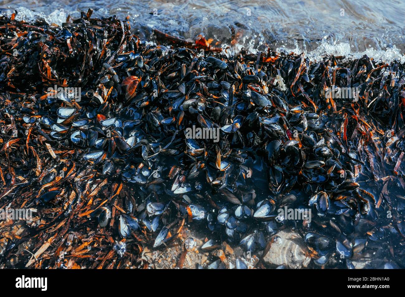 large number of empty black mussel shells on the seashore with water ...