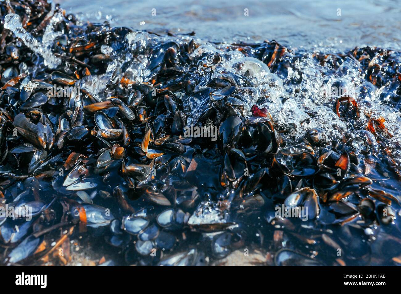 large number of empty black mussel shells on the seashore with water ...