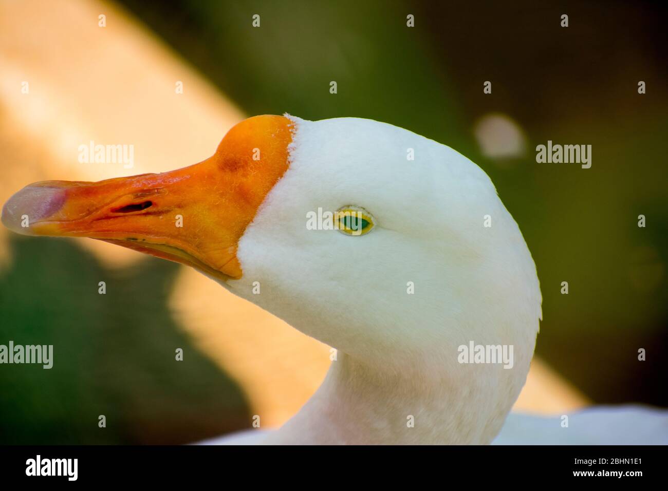 White Duck goose close up Stock Photo - Alamy