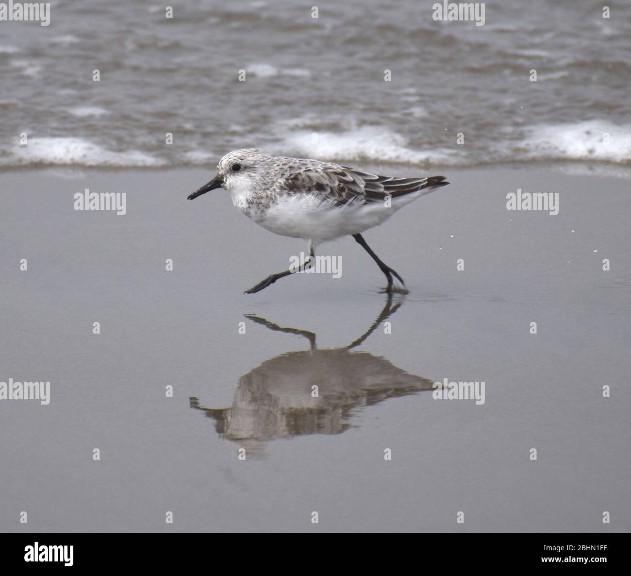 A sanderling (Calidris alba) runs across the beach, reflected in the ...