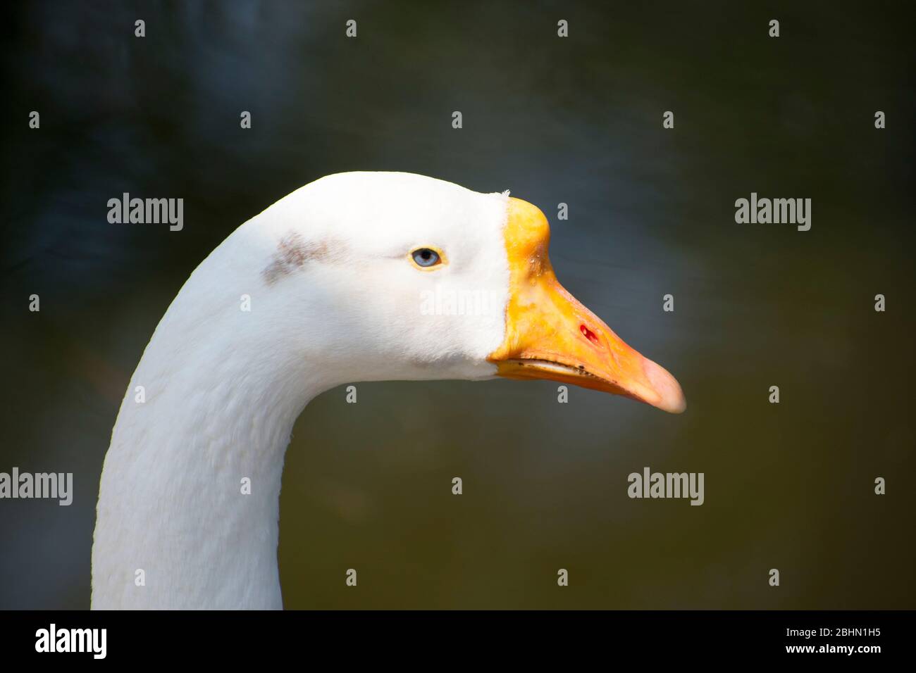 White Duck goose close up Stock Photo - Alamy