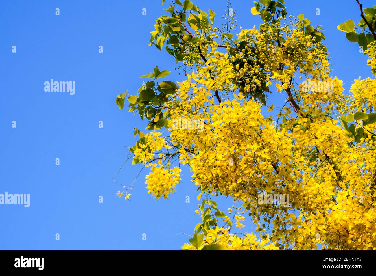 Golden shower National flower of Thailand, Yellow flowers in summer season, Cassia fistula ...