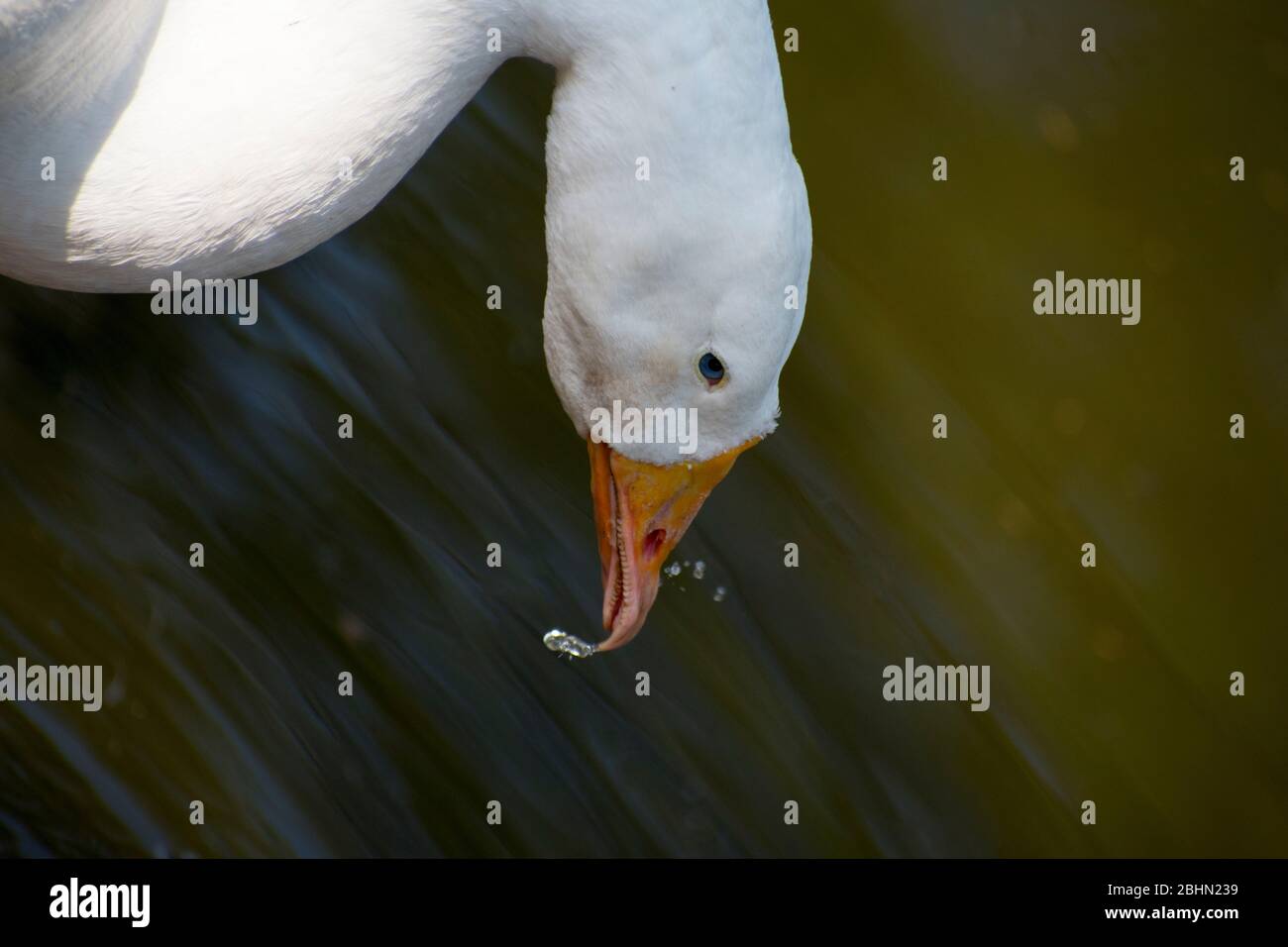 White Duck goose close up Stock Photo - Alamy