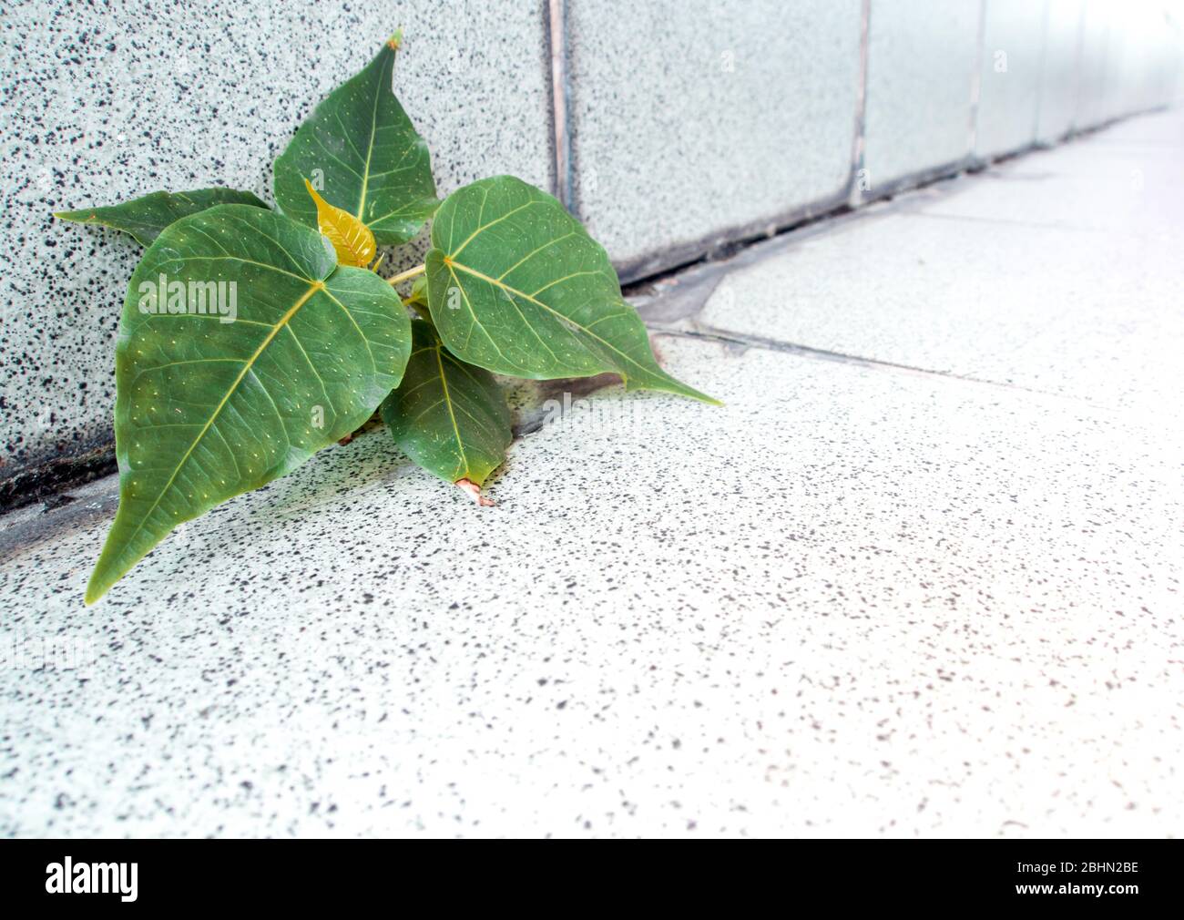 Small Banyan tree Growing up from boundaries between floor and wall of ...