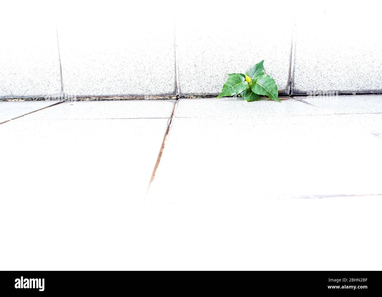 Small Banyan tree Growing up from boundaries between floor and wall of ...