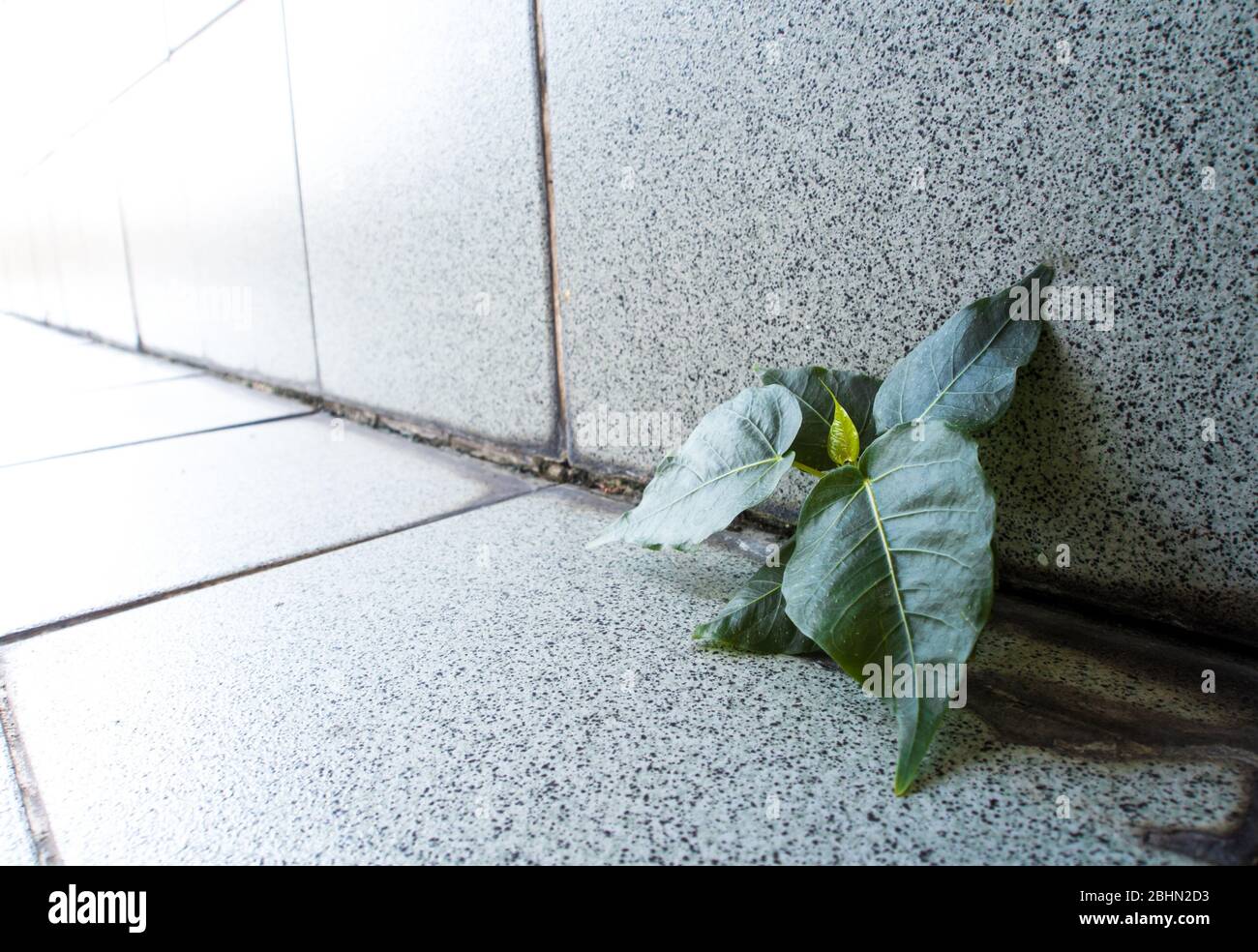 Small Banyan tree Growing up from boundaries between floor and wall of ...