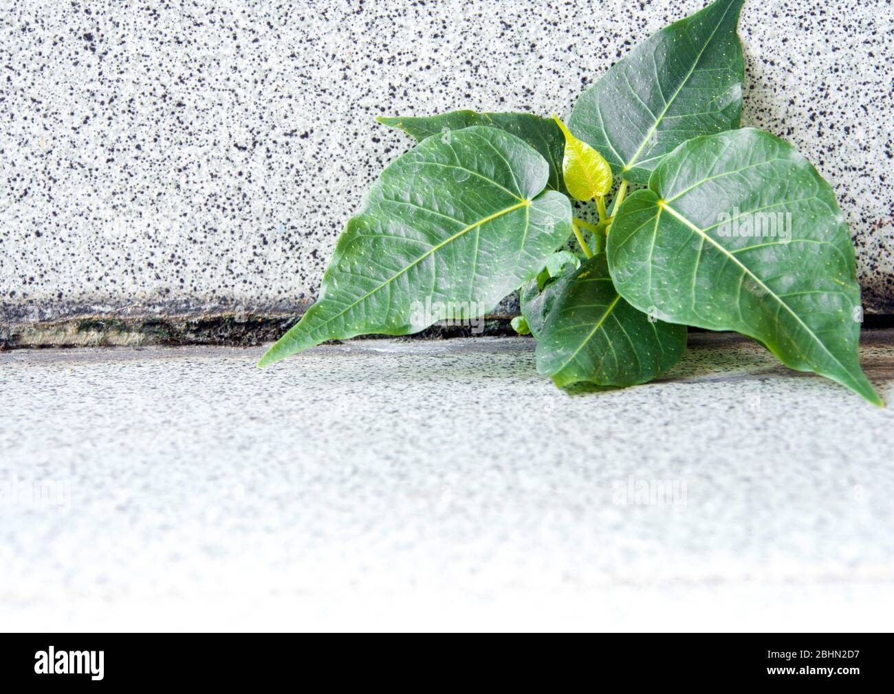 Small Banyan tree Growing up from boundaries between floor and wall of ...