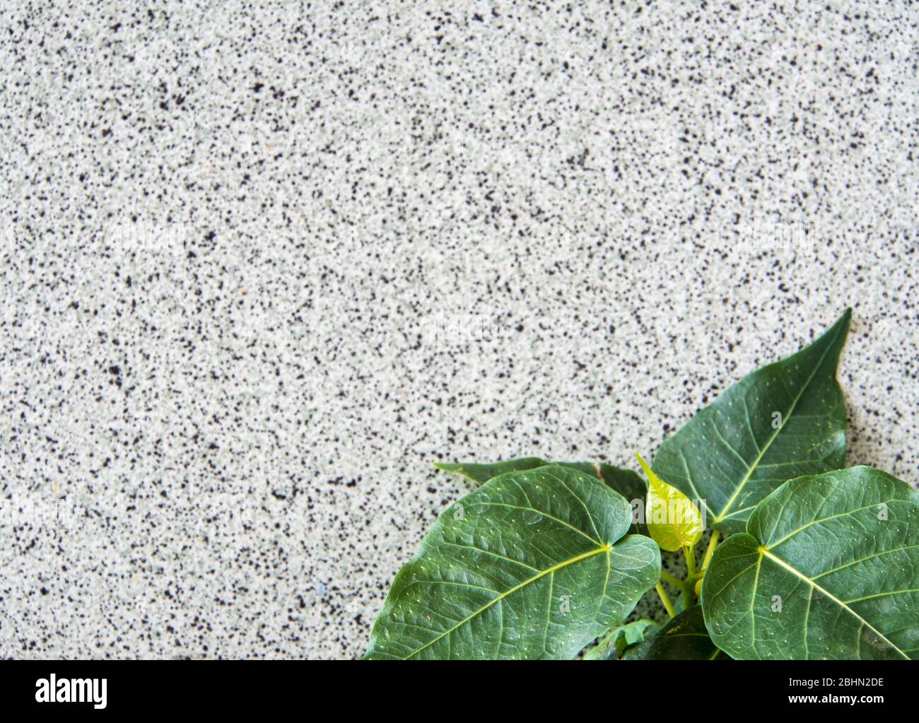 Small Banyan tree Growing up from boundaries between floor and wall of ...