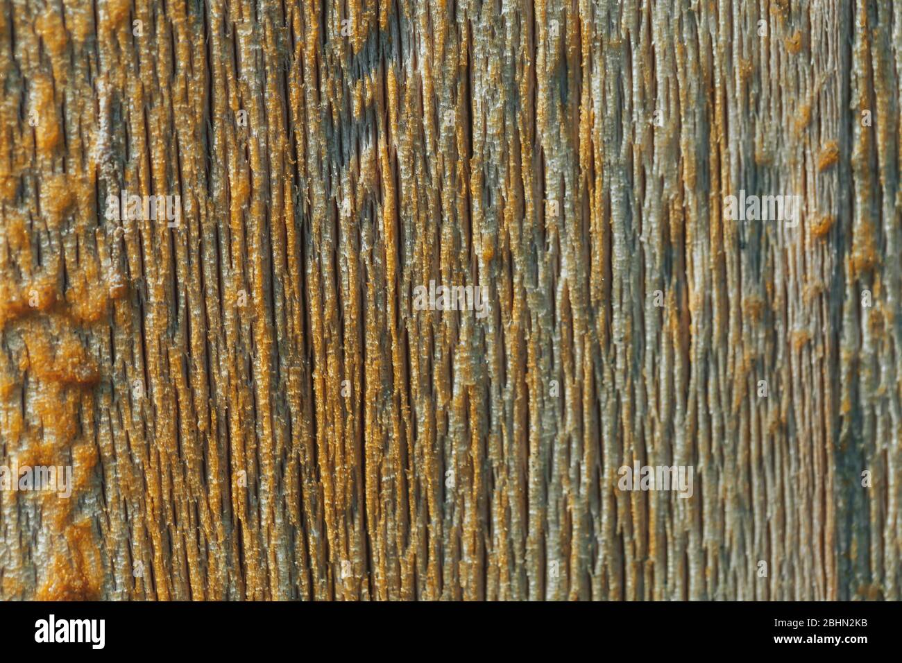 tree structure close up Stock Photo - Alamy