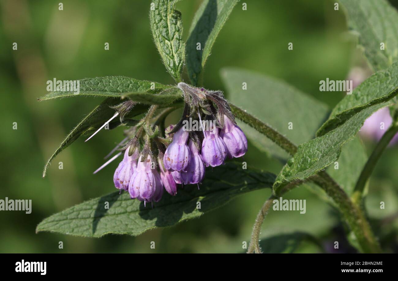 Comfrey Flower