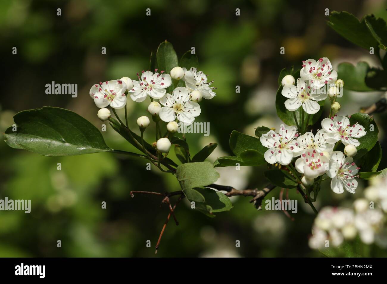 Hawthorn Tree Garden High Resolution Stock Photography and Images - Alamy
