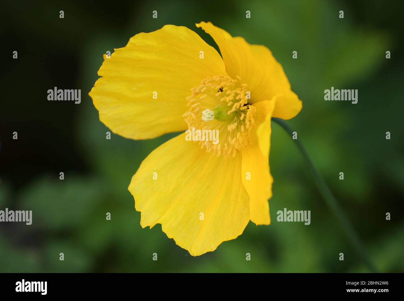 Yellow welsh poppy meconopsis cambrica garden spring hi-res stock ...