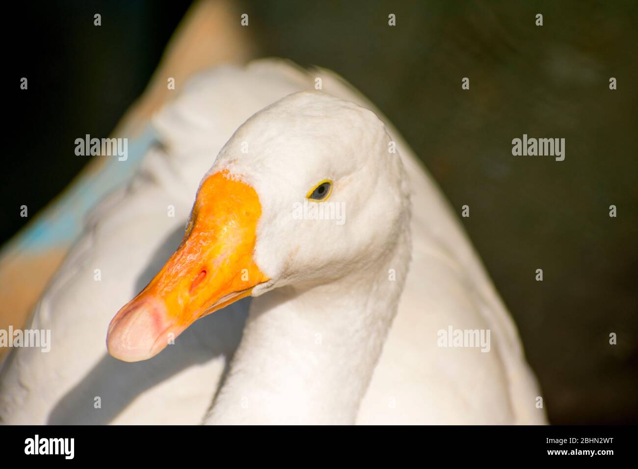 White Duck goose close up Stock Photo - Alamy