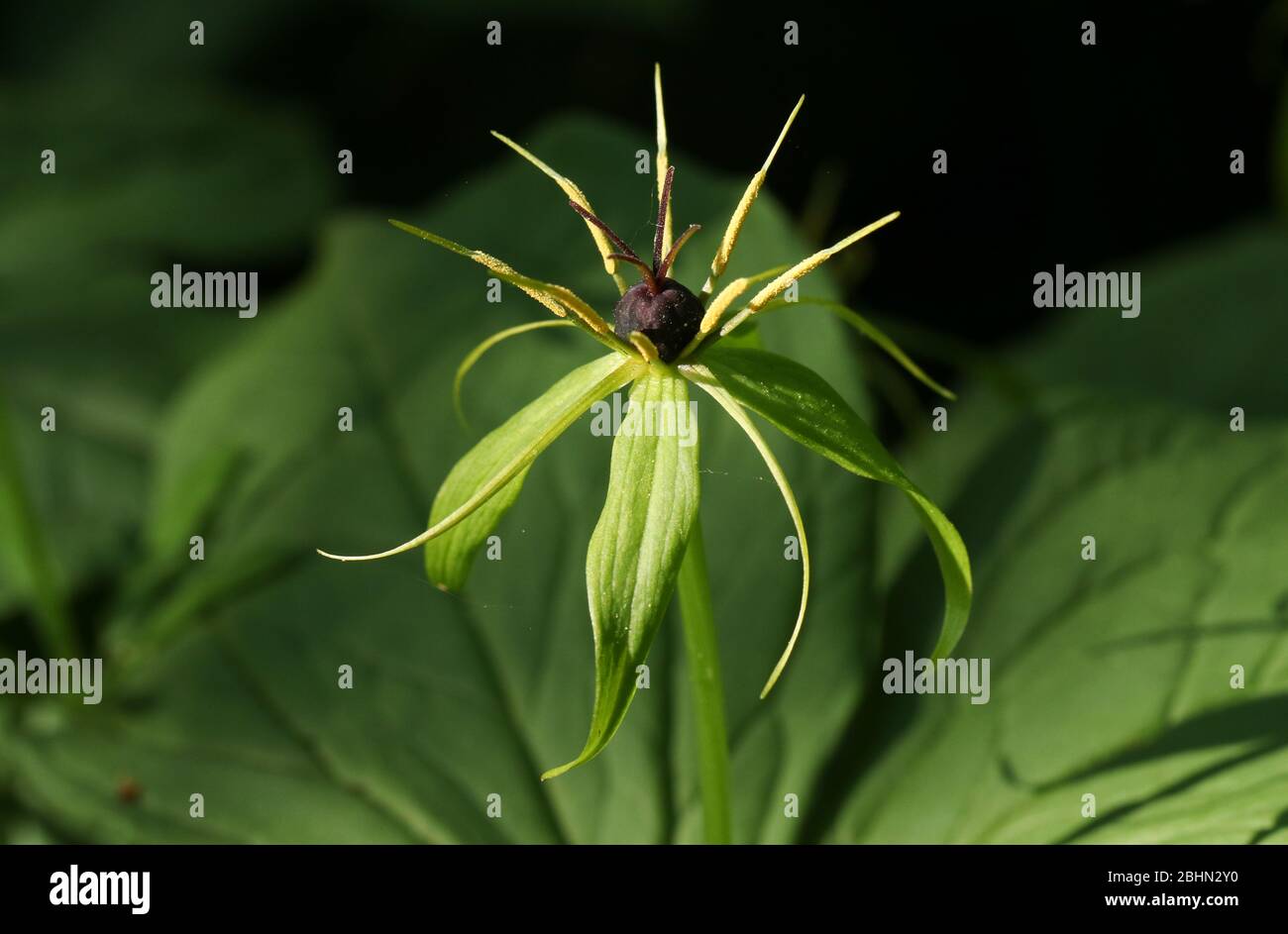 A rare Herb Paris flowering plant, Paris quadrifolia, growing in ...